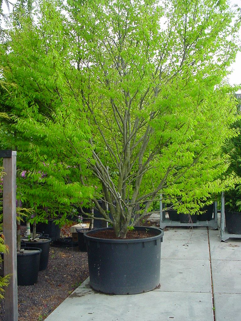 Fagus sylvatica 'Asplenifolia'