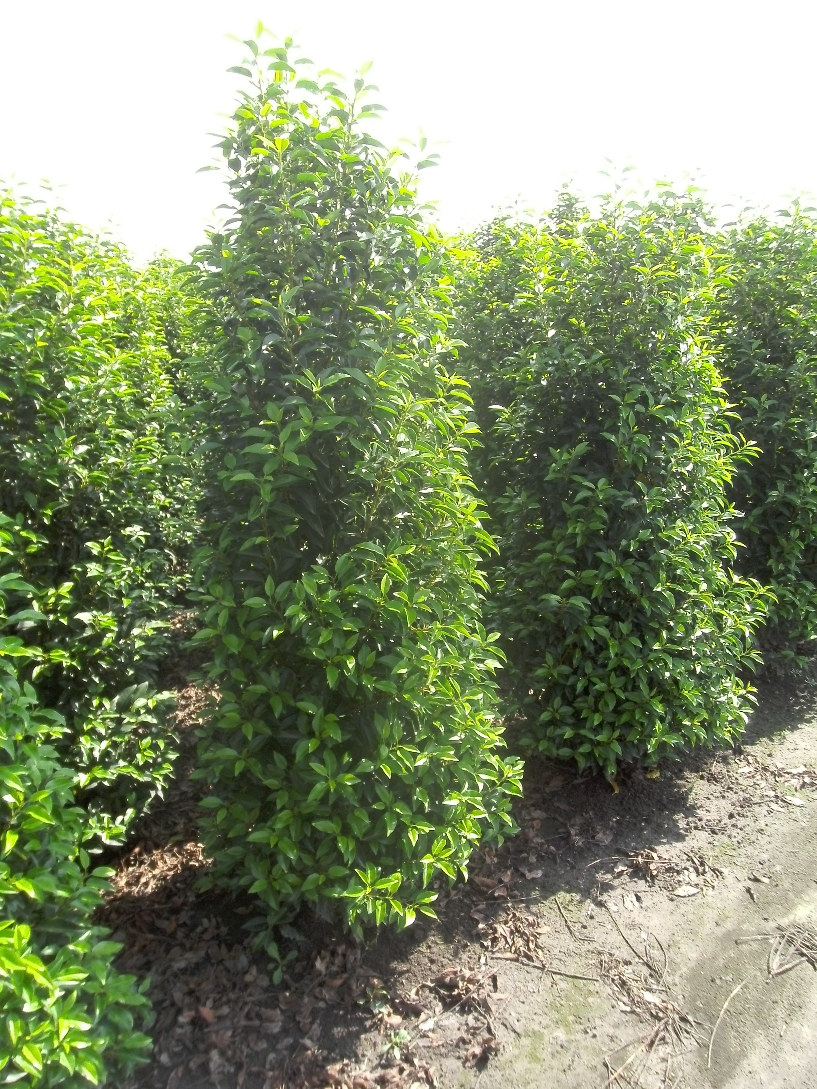 Prunus lusitanica 'Angustifolia'