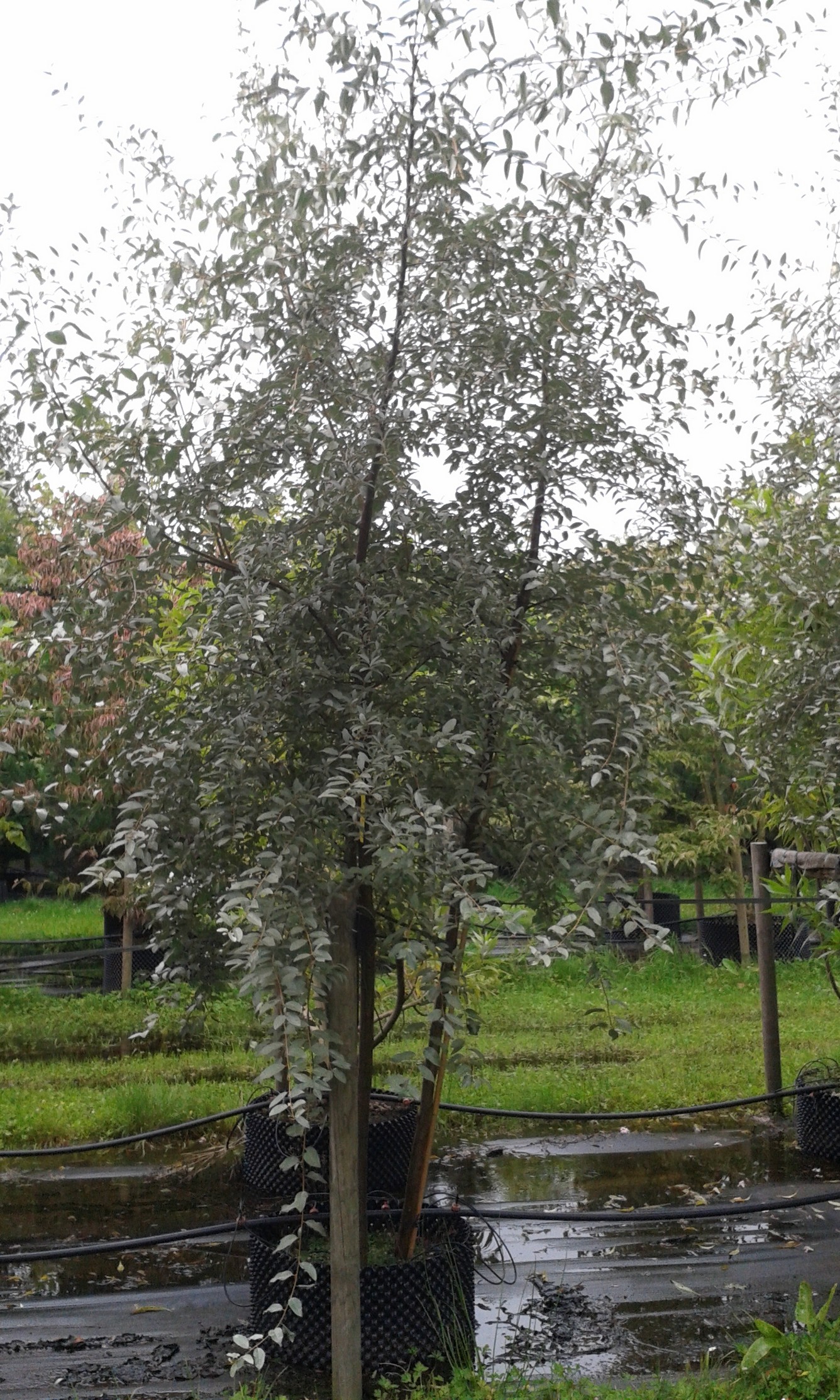 Elaeagnus 'Quicksilver'