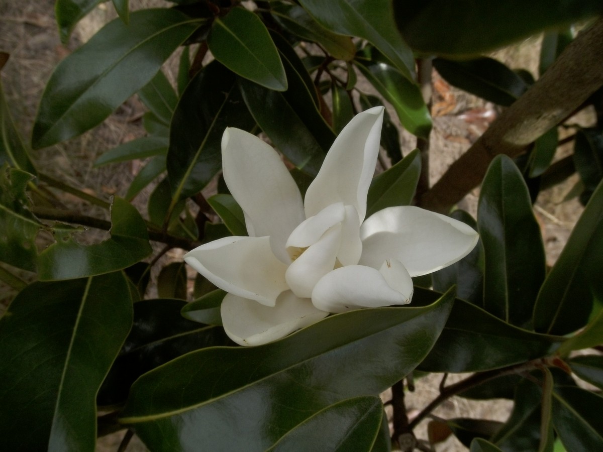 Magnolia grandiflora 'Alta'