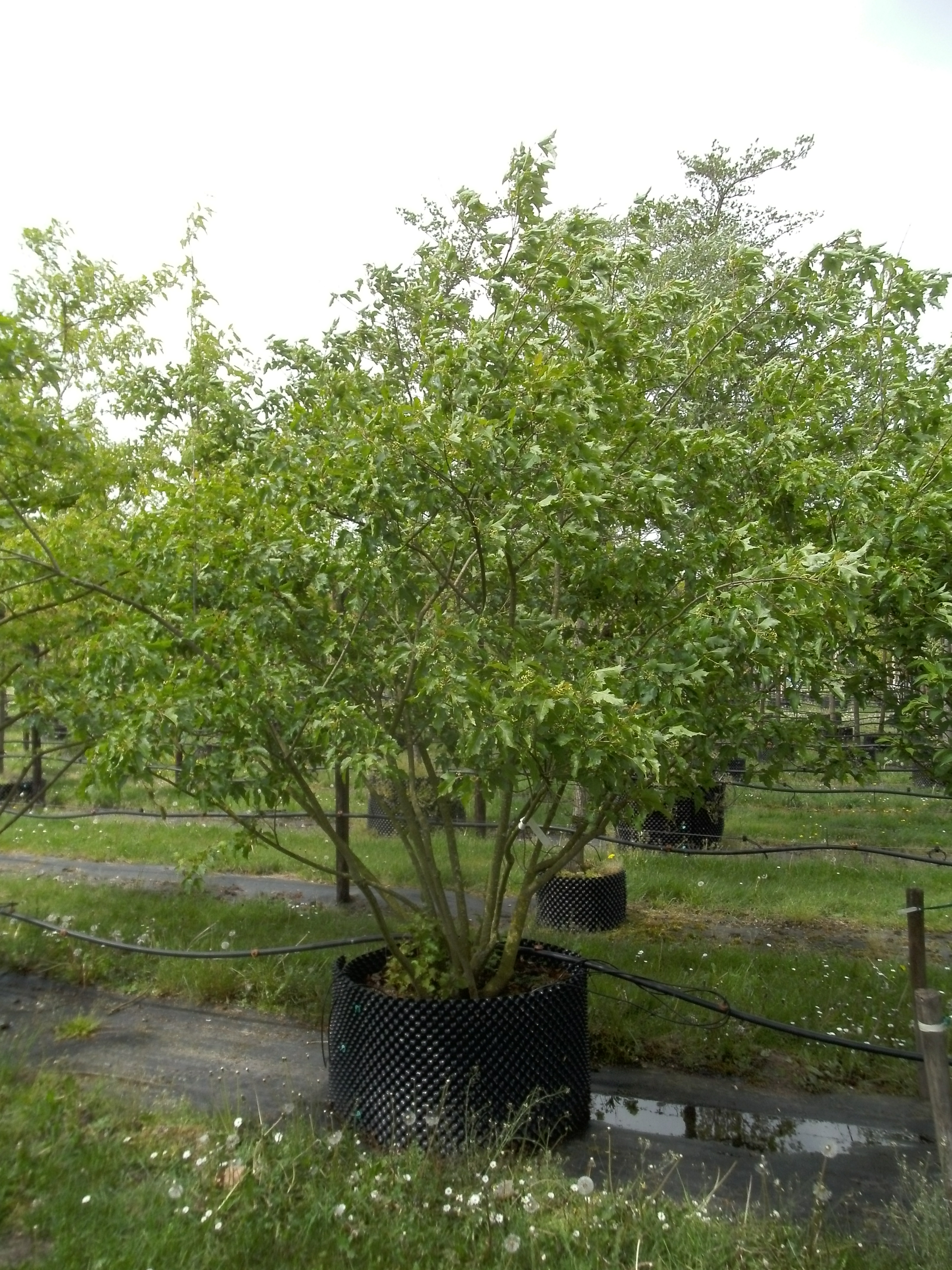 Acer ginnala