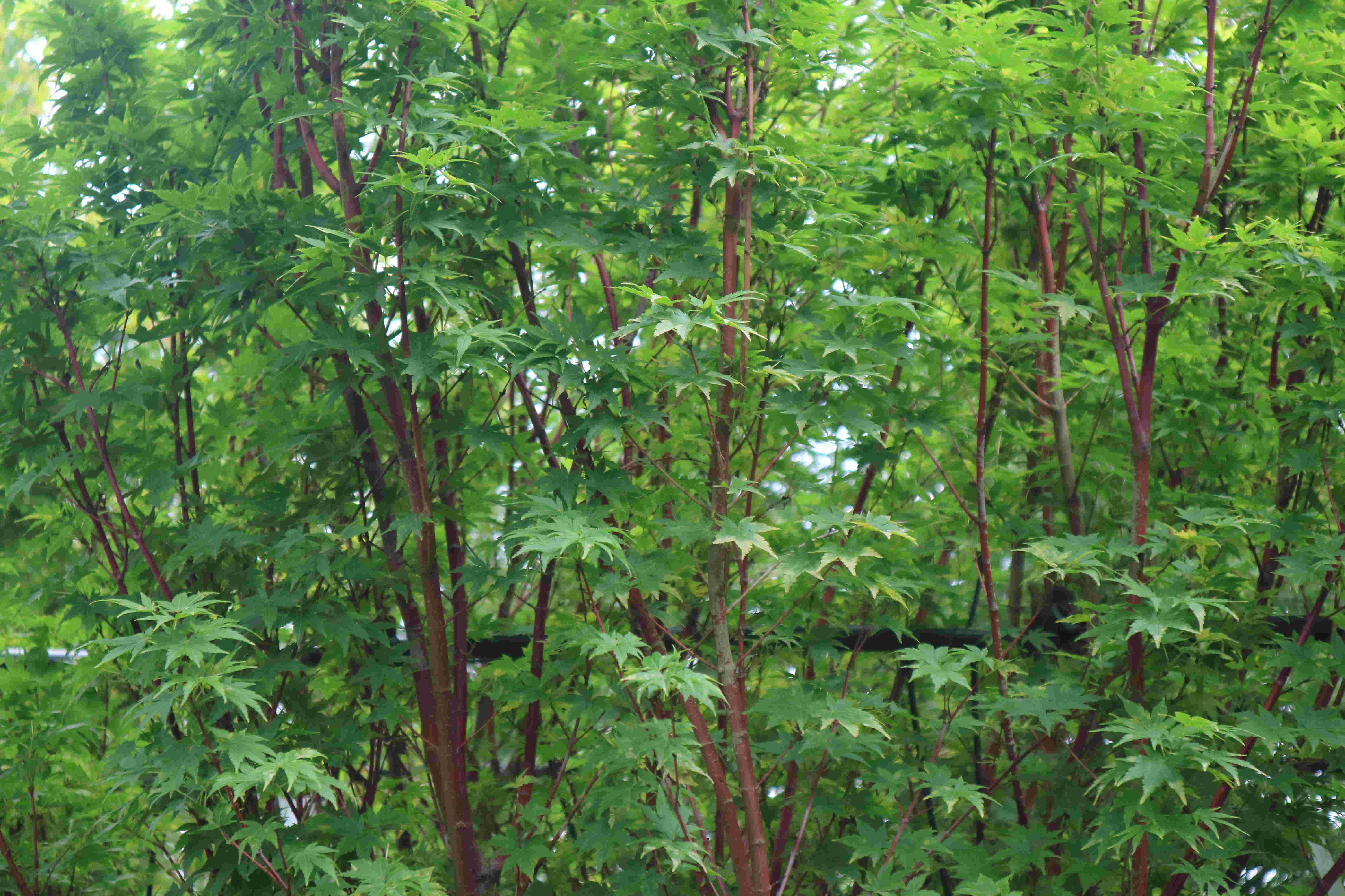 Acer palmatum 'Red Wood'