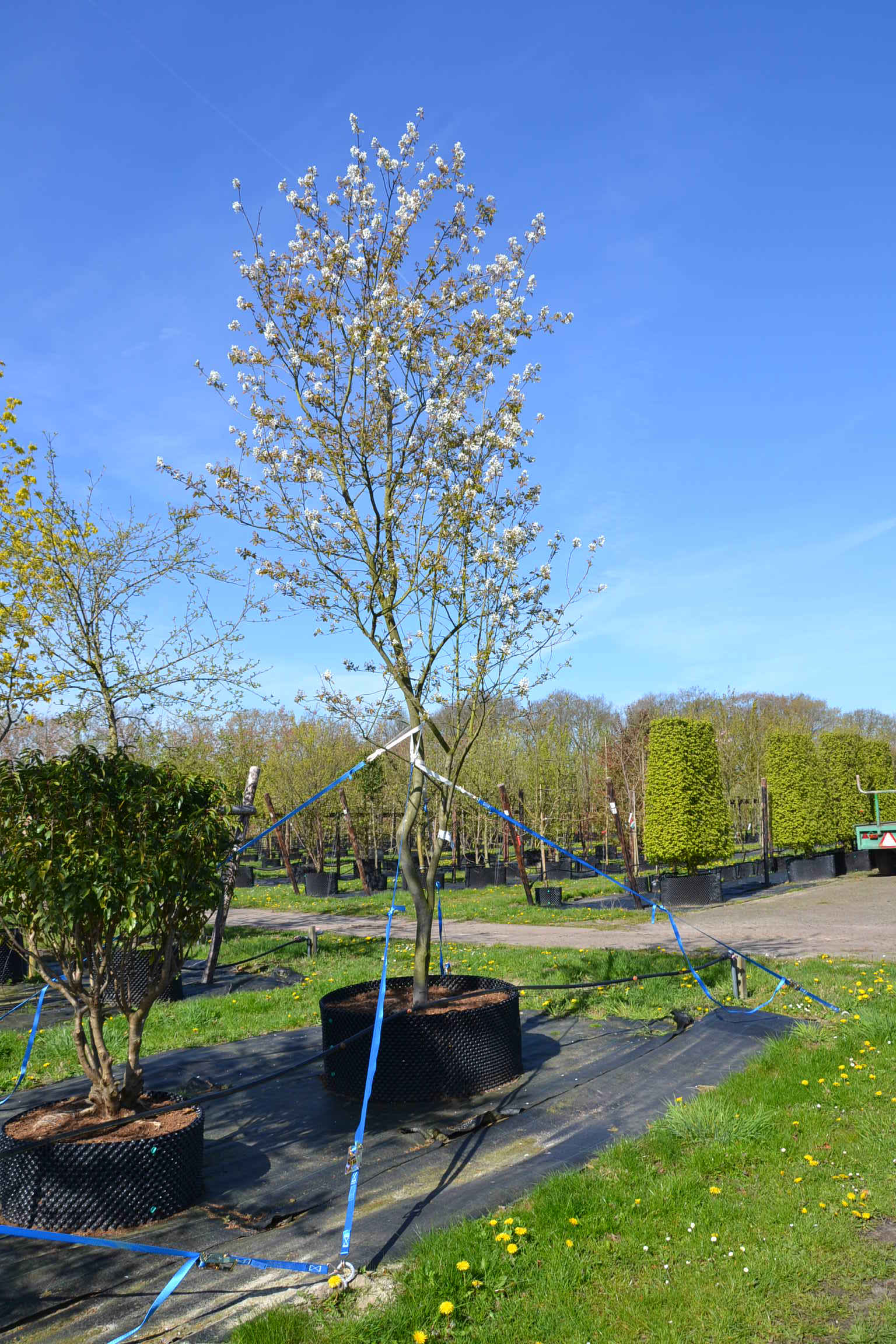 Amelanchier arborea 'Robin Hill'