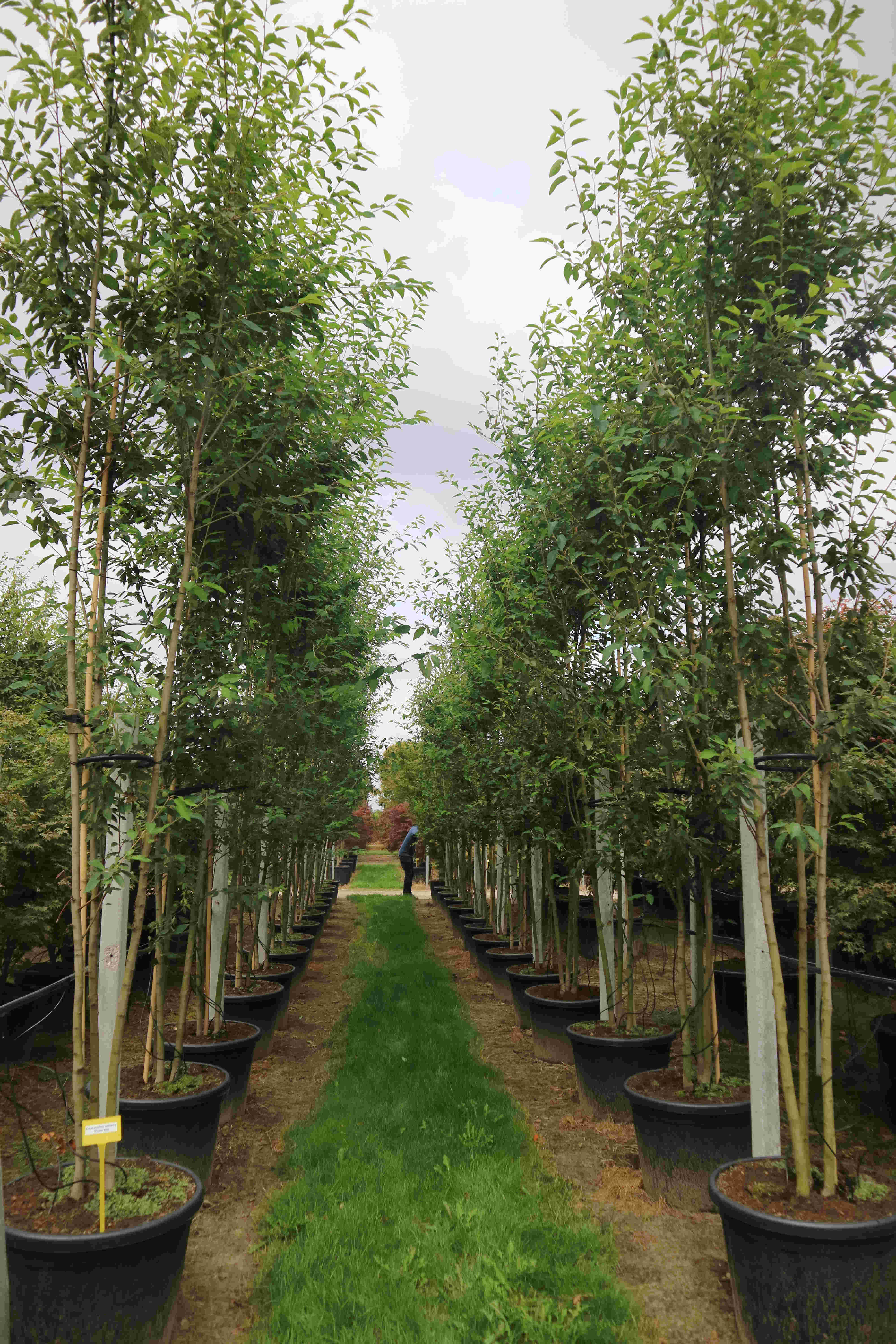 Amelanchier arborea 'Robin Hill'