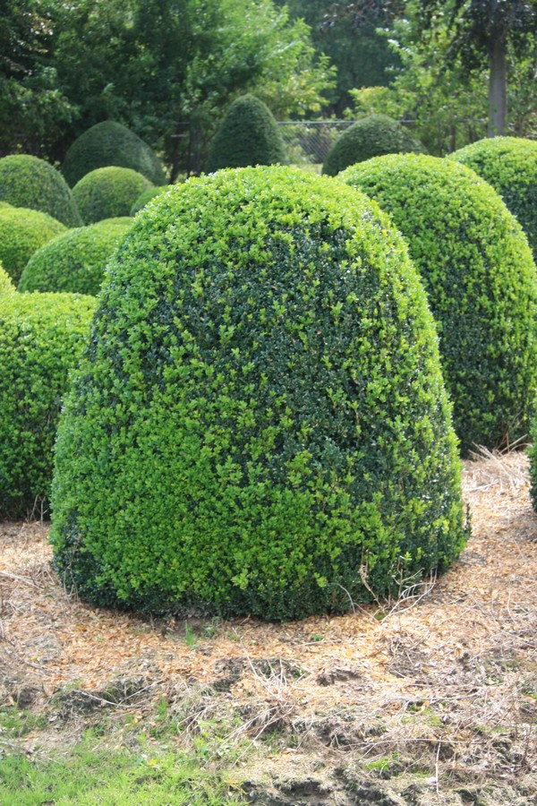 Buxus sempervirens