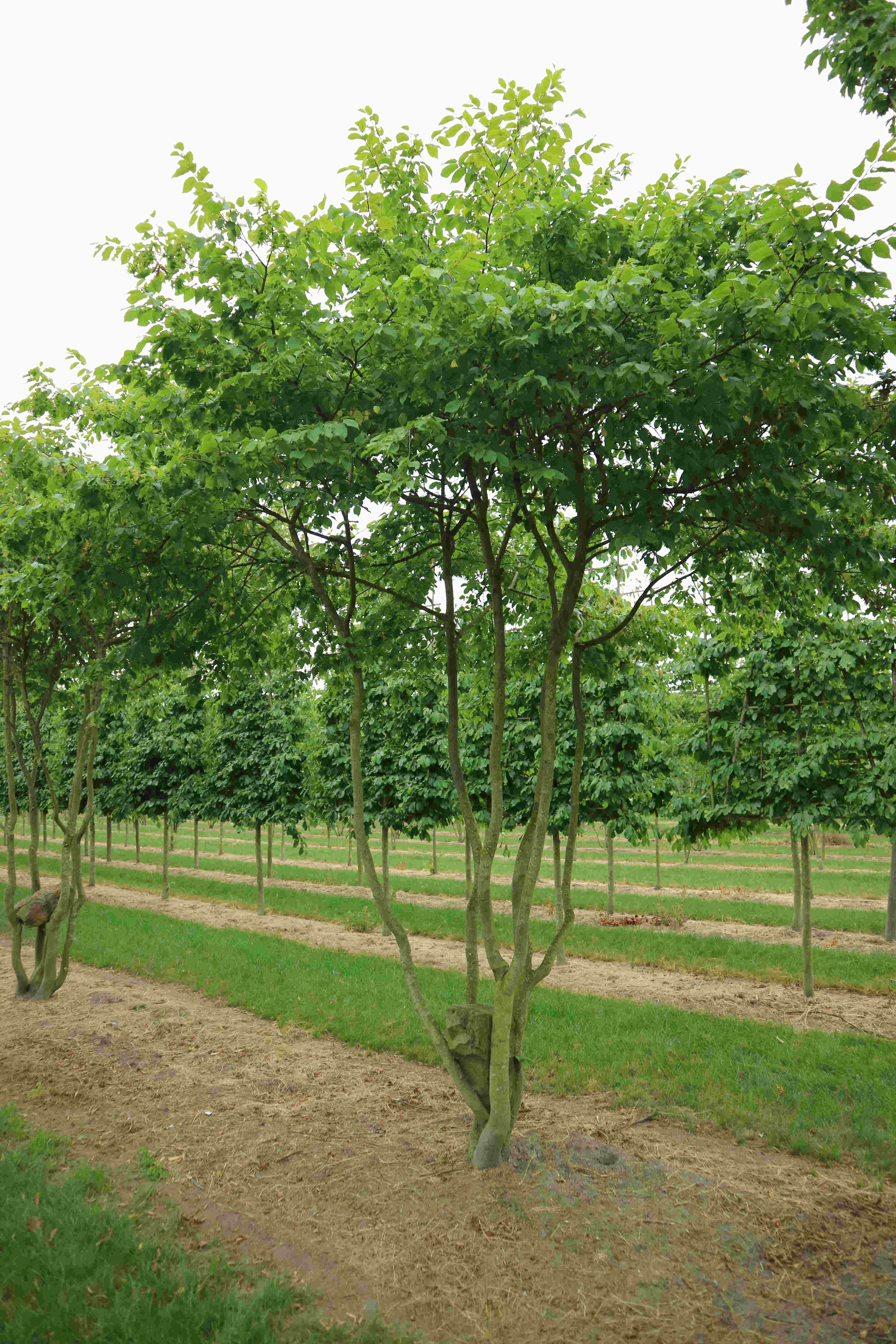 Carpinus betulus