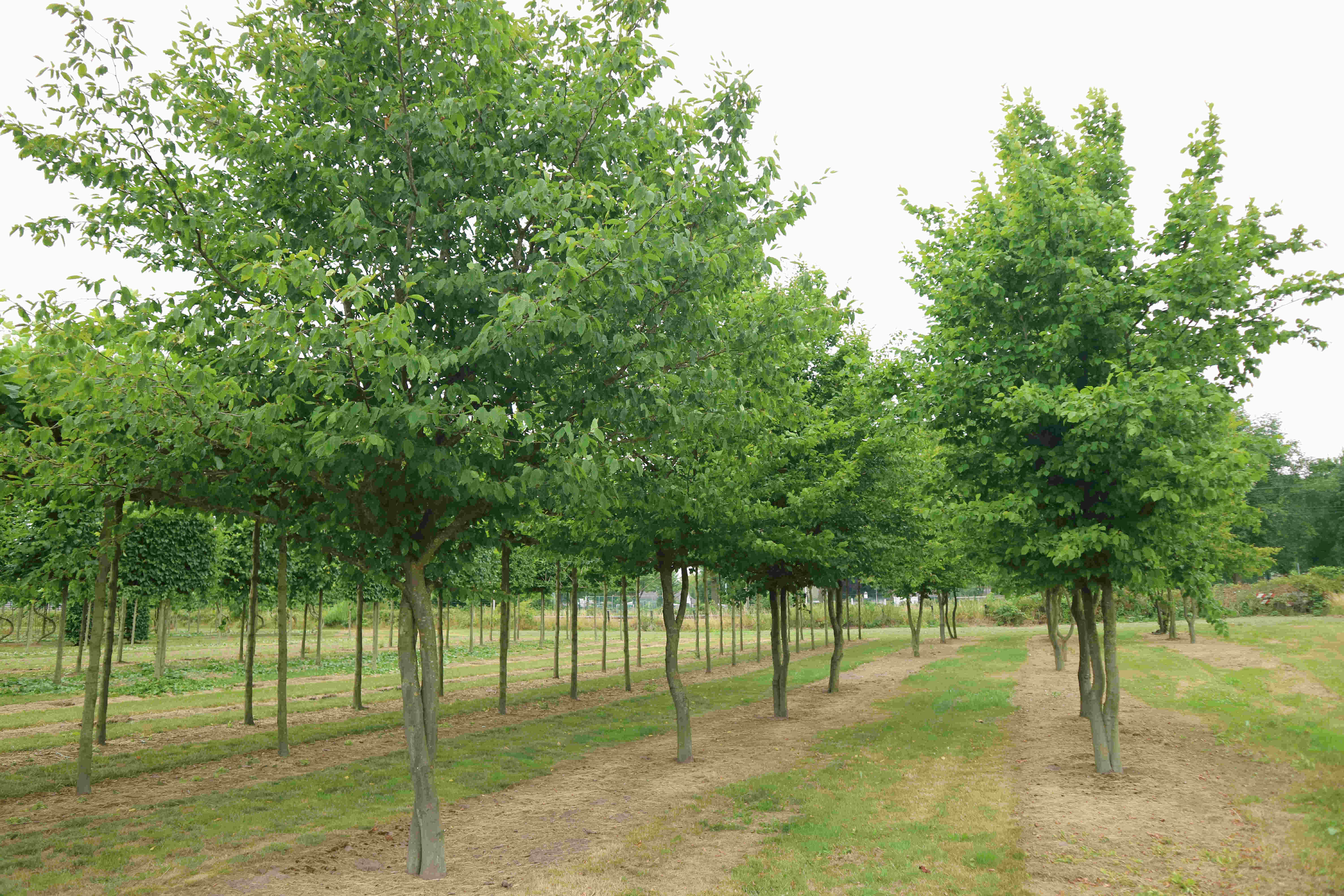 Carpinus betulus