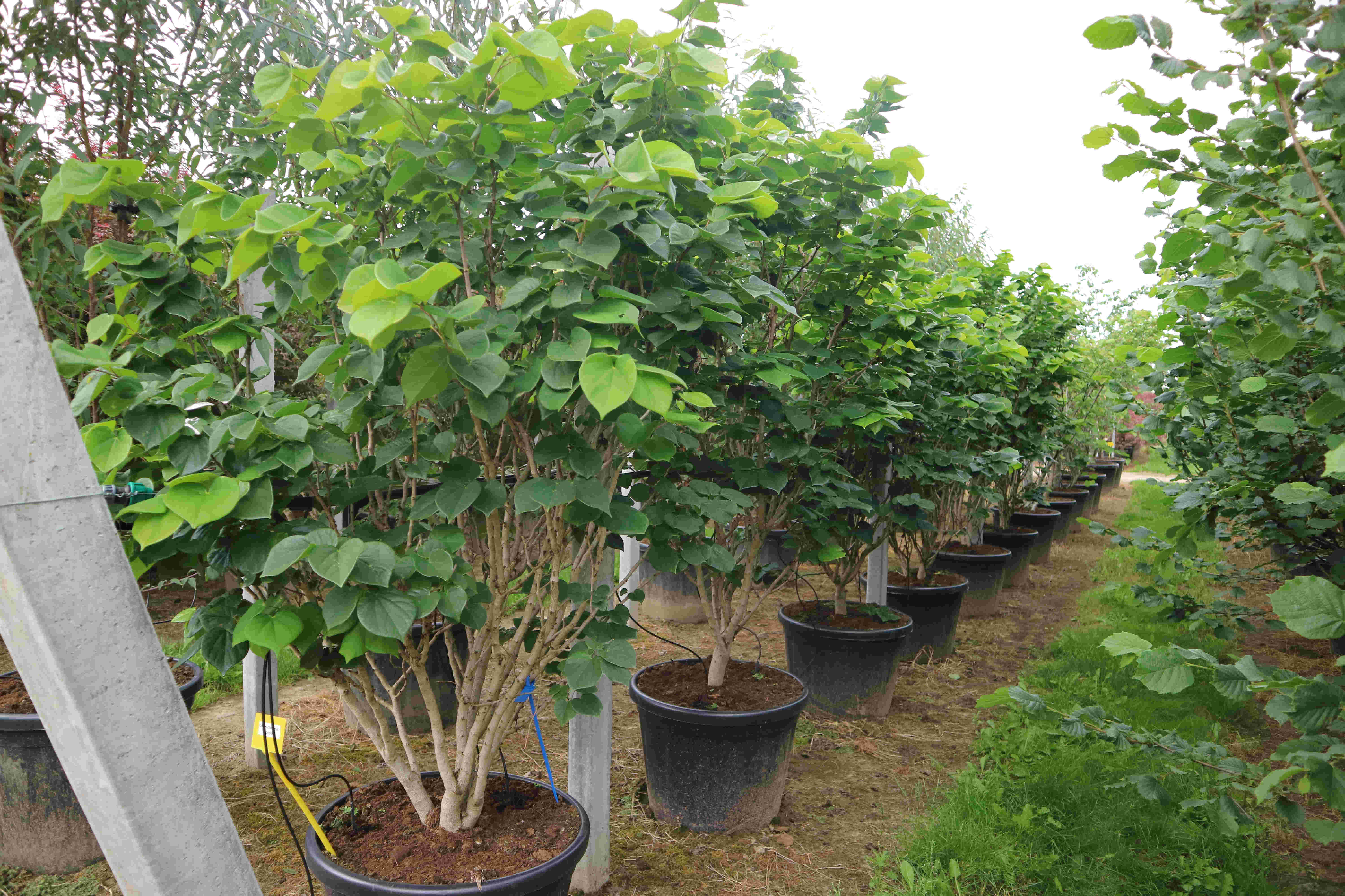 Cercis chinensis 'Avondale'