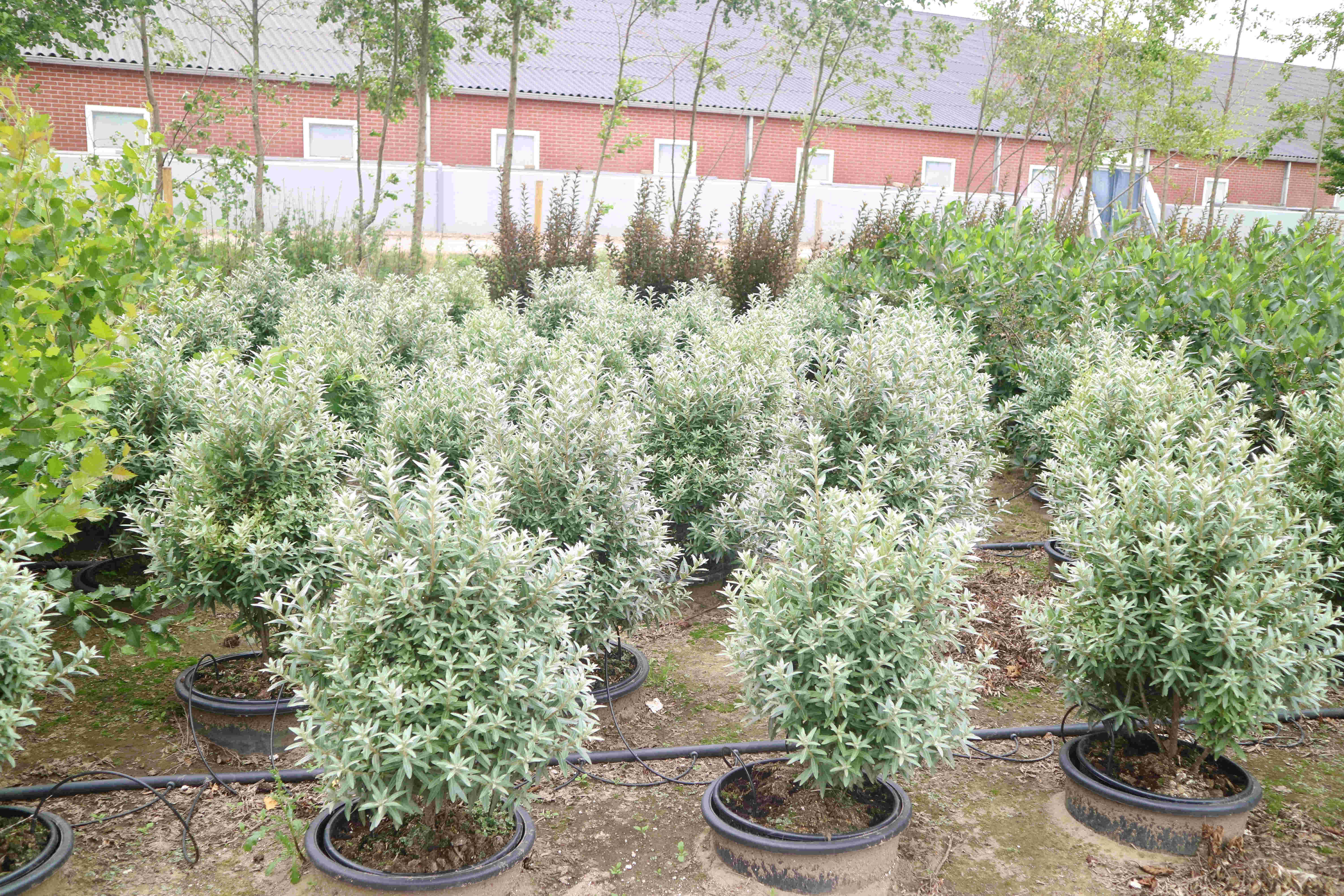 Hippophae rhamnoides 'Hikul'