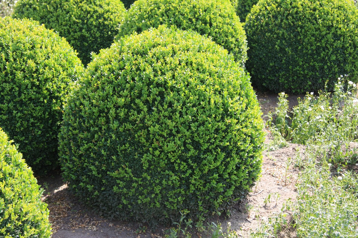 Buxus sempervirens