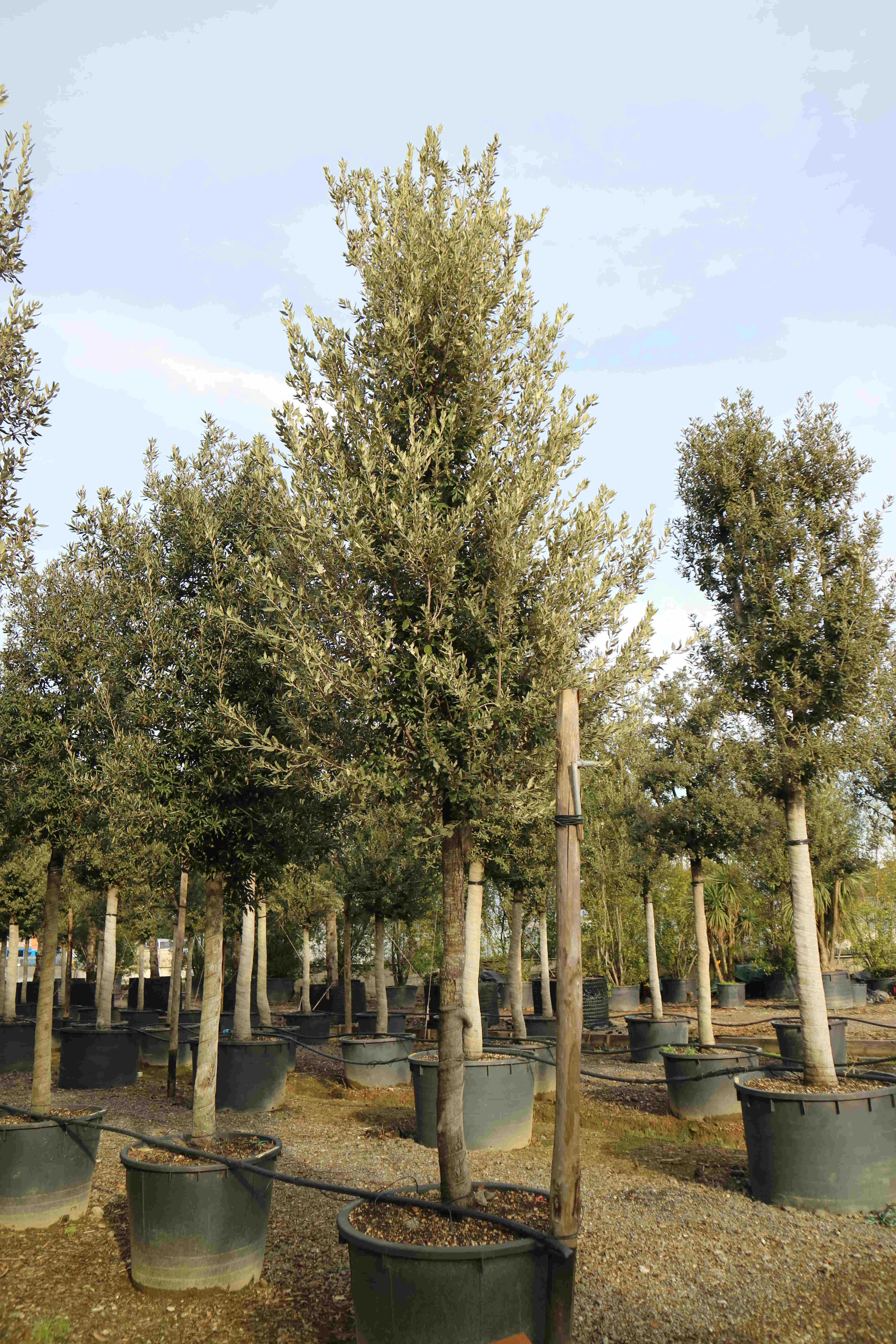 Quercus ilex