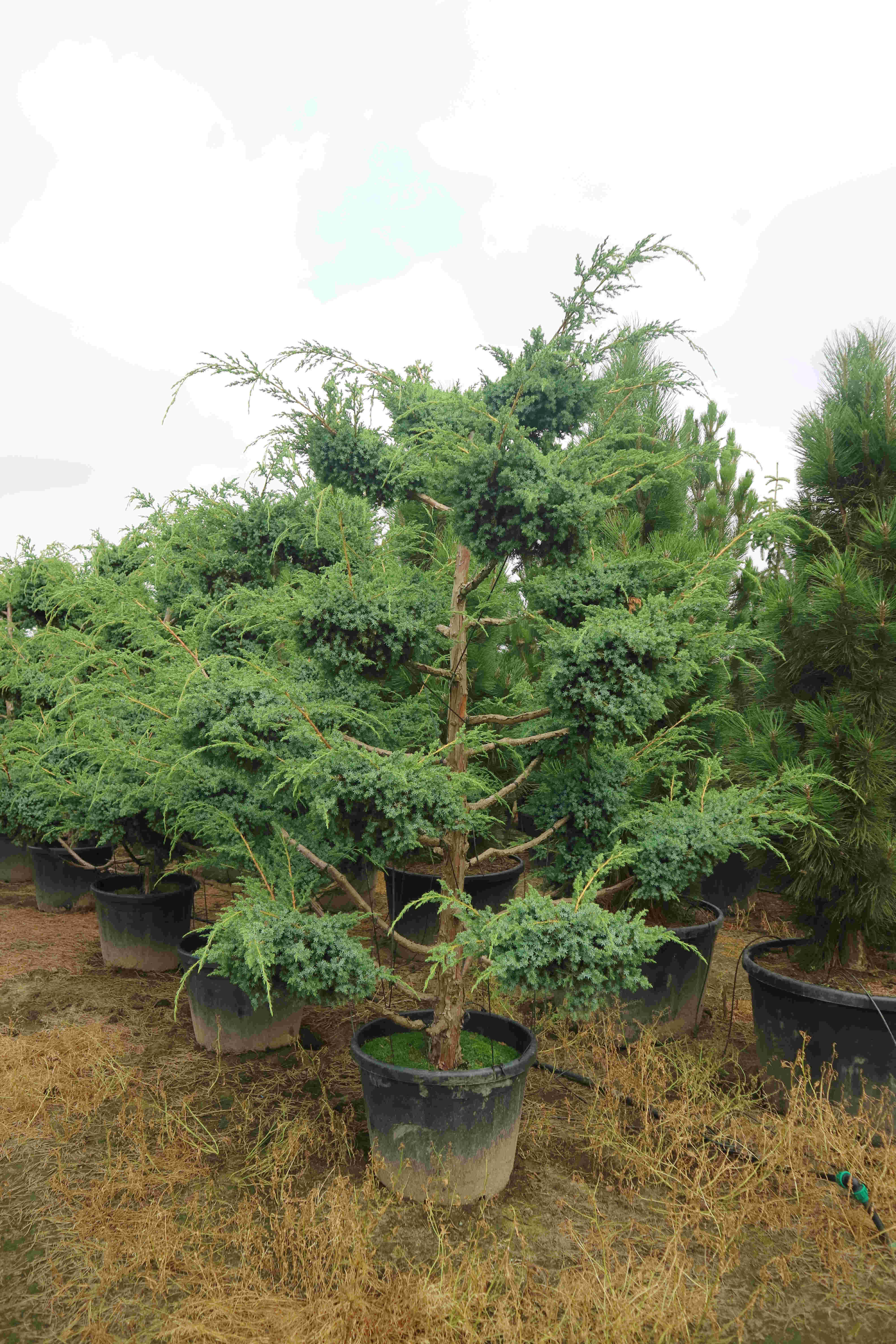 Juniperus chinensis 'Blue Alps'