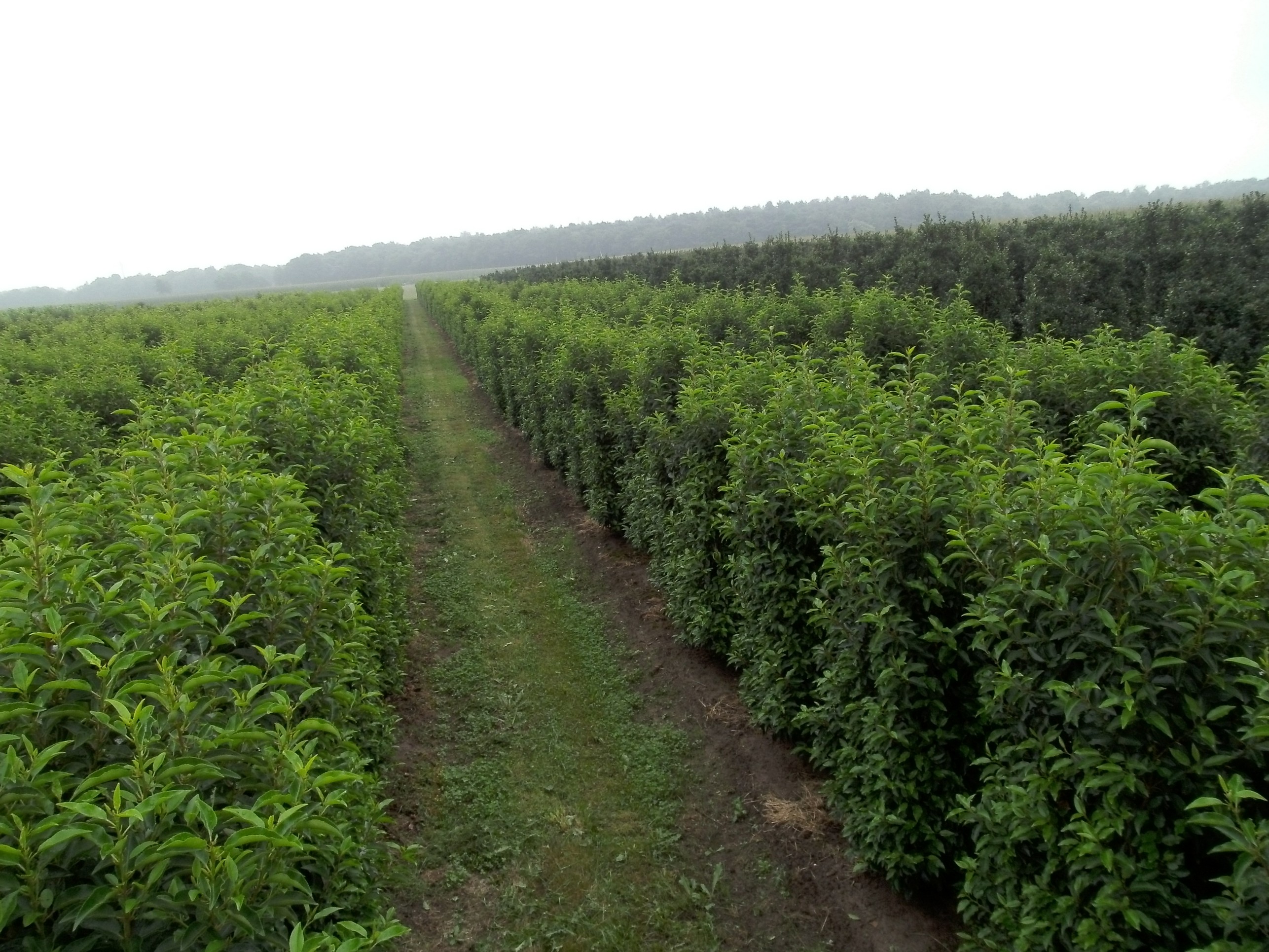 Prunus lusitanica 'Angustifolia'