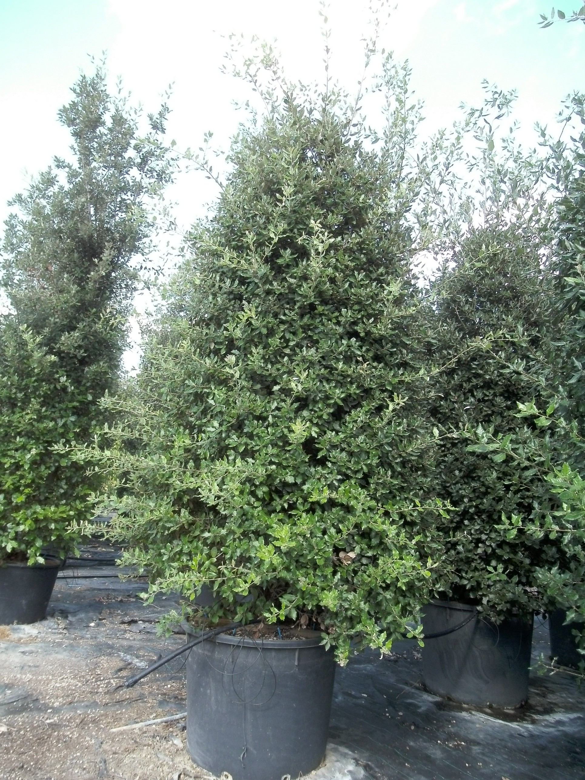 Quercus ilex