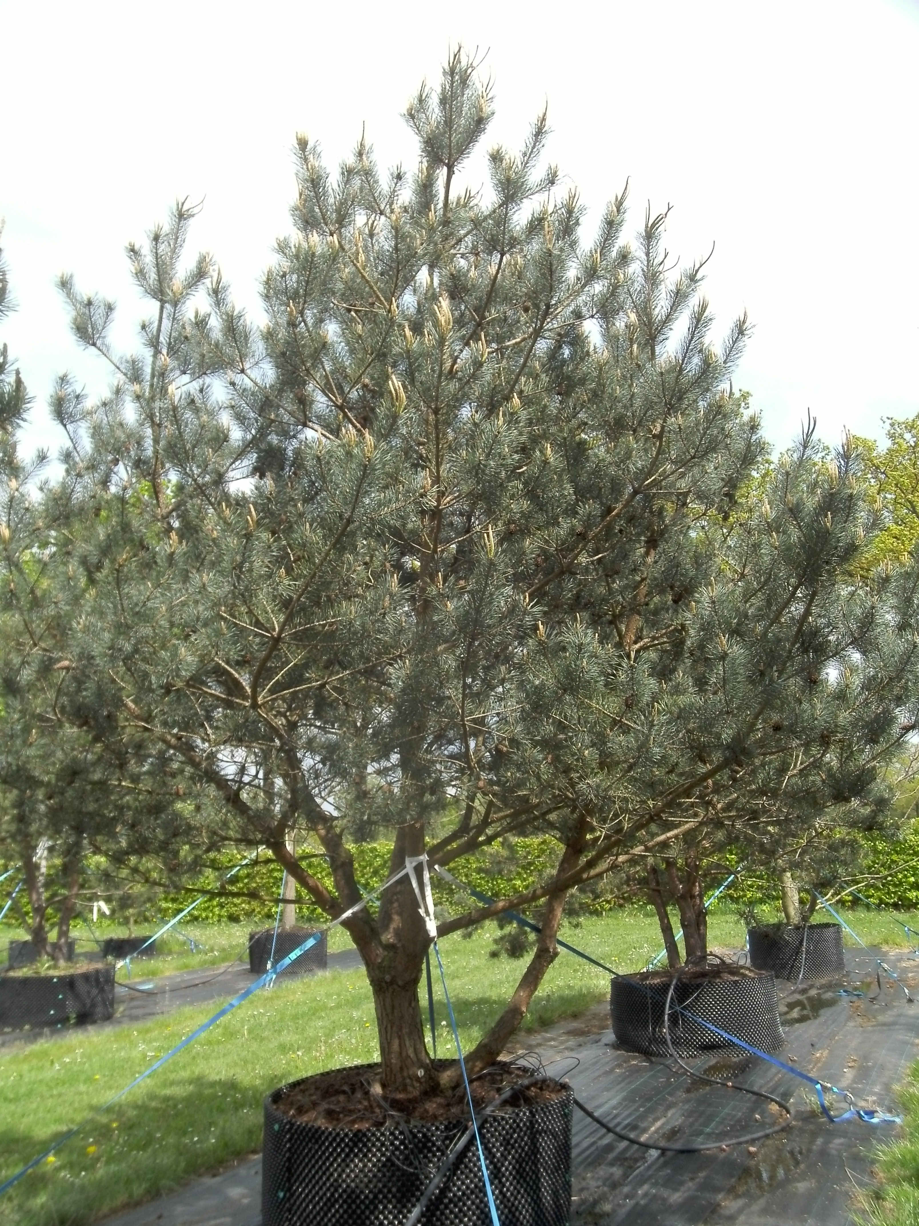 Pinus sylvestris
