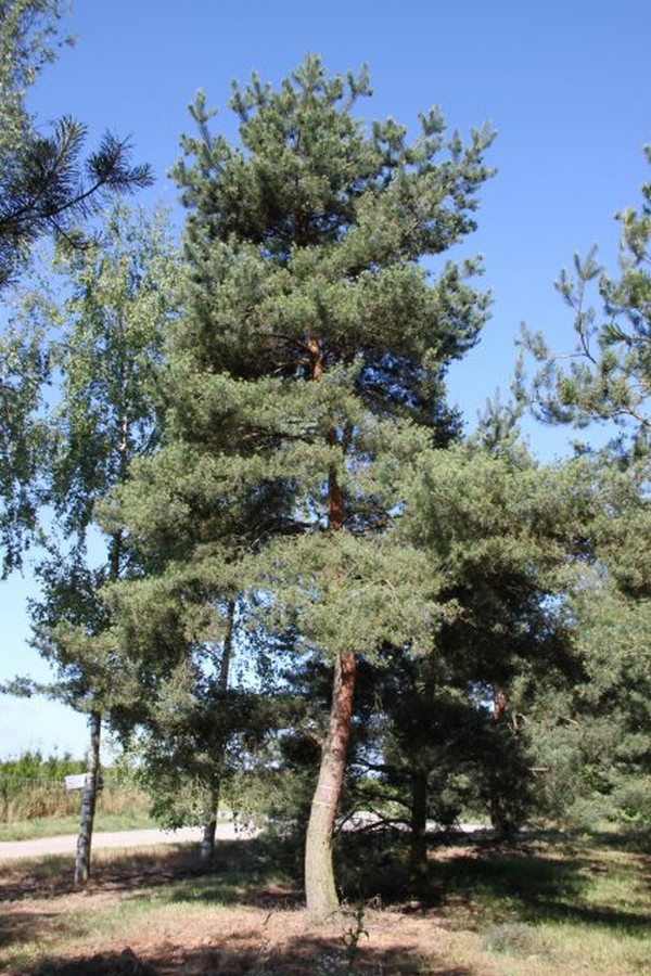Pinus sylvestris