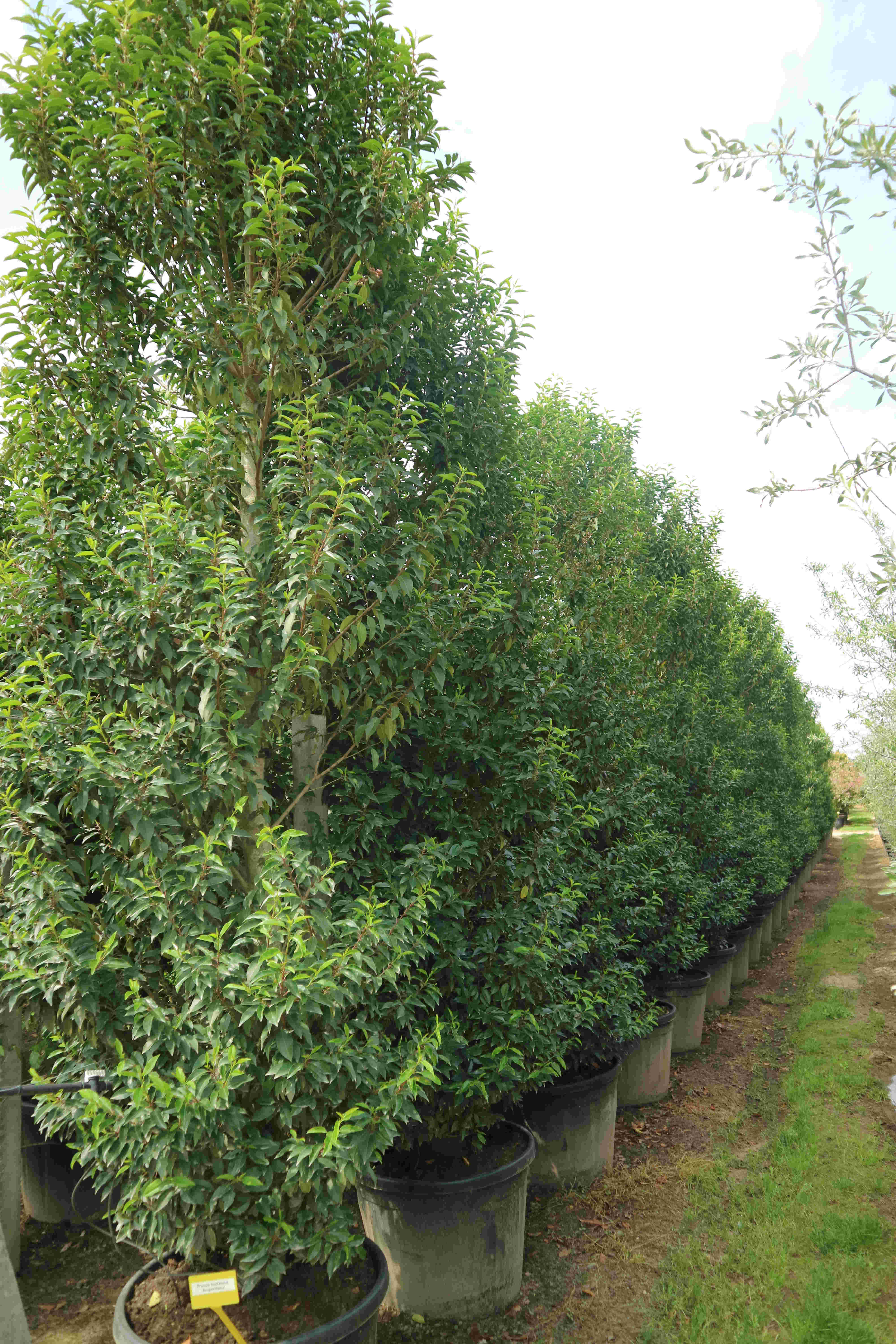 Prunus lusitanica 'Angustifolia'