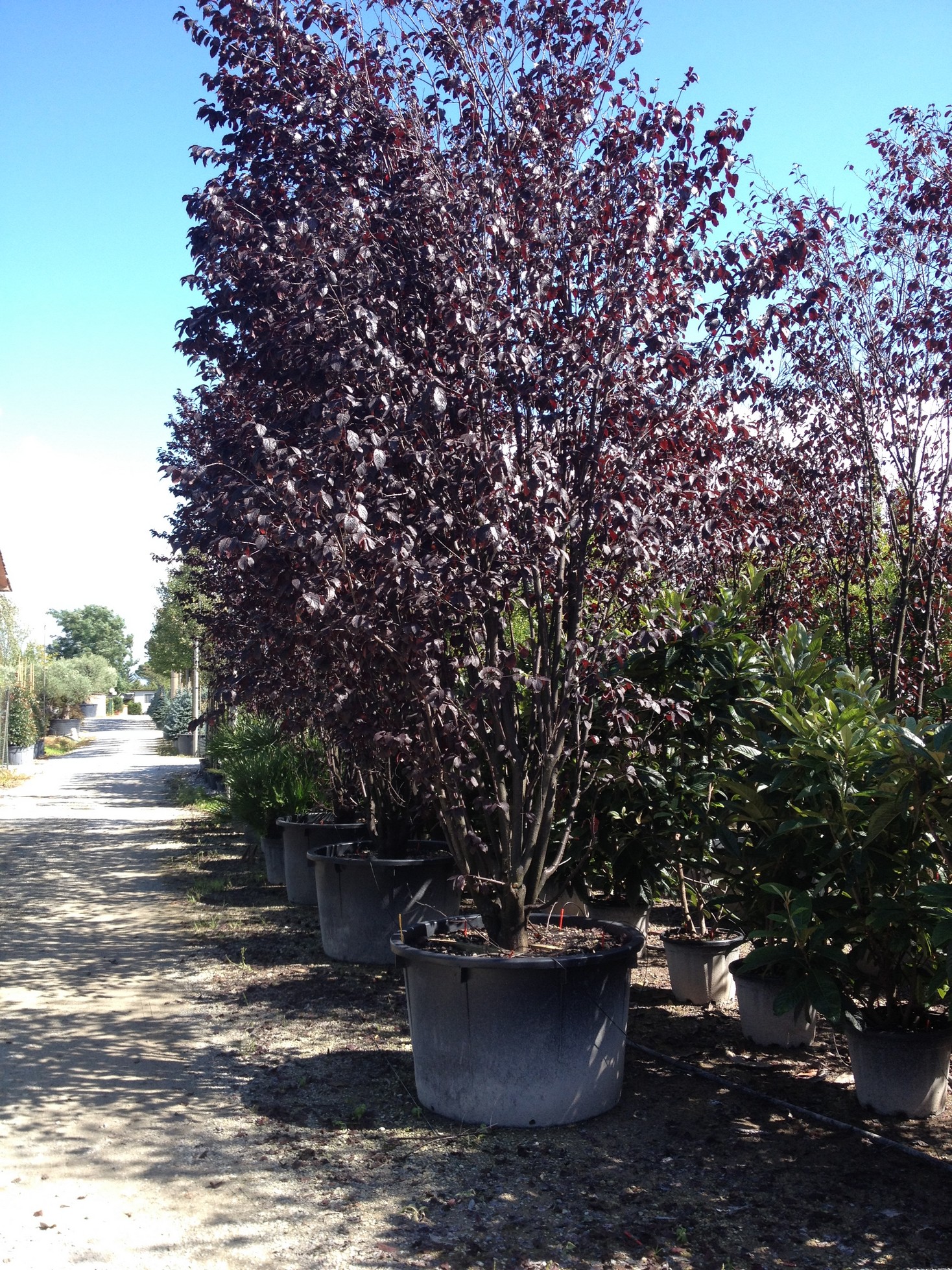 Prunus cerasifera 'Nigra'