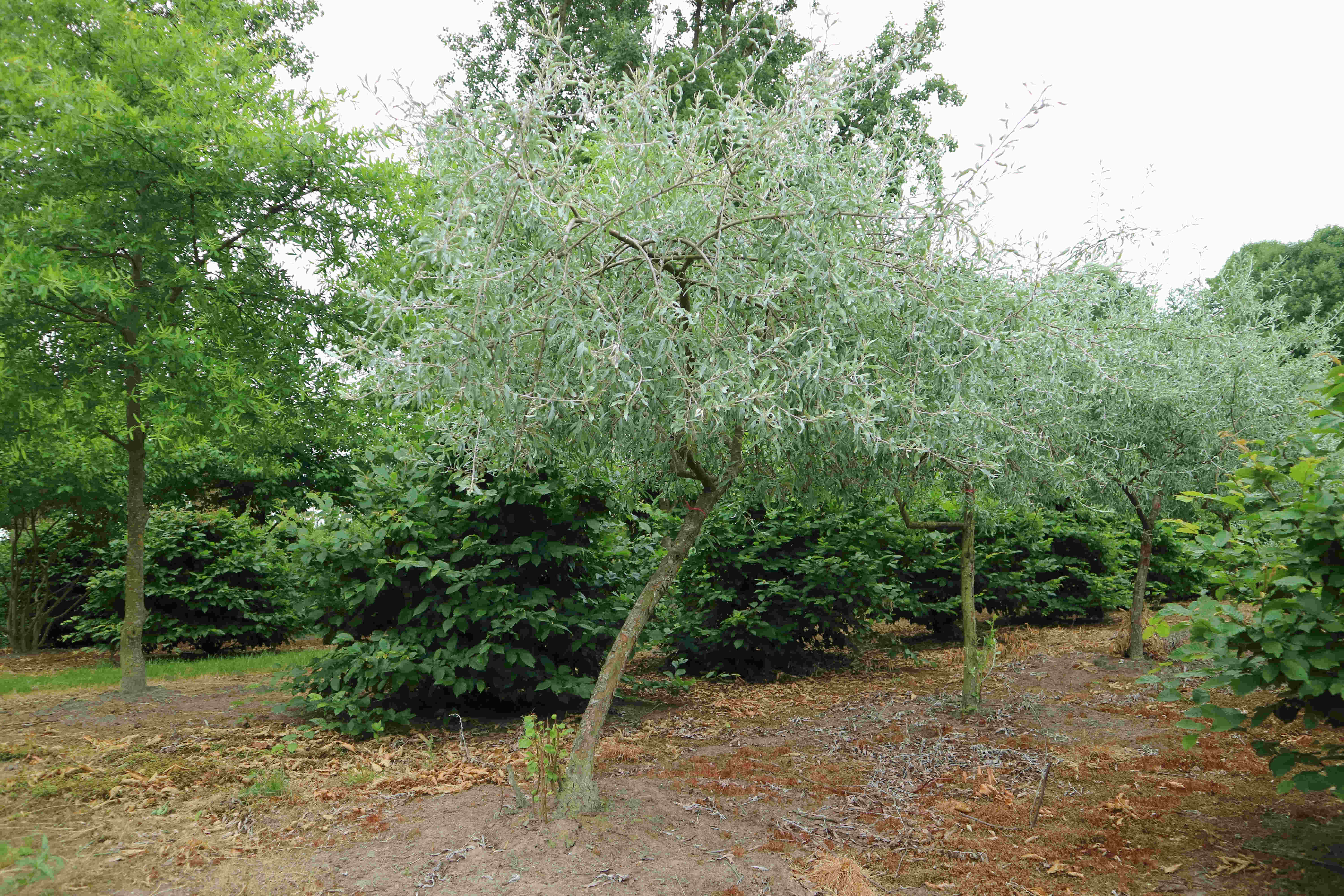 Pyrus salicifolia 'Pendula'
