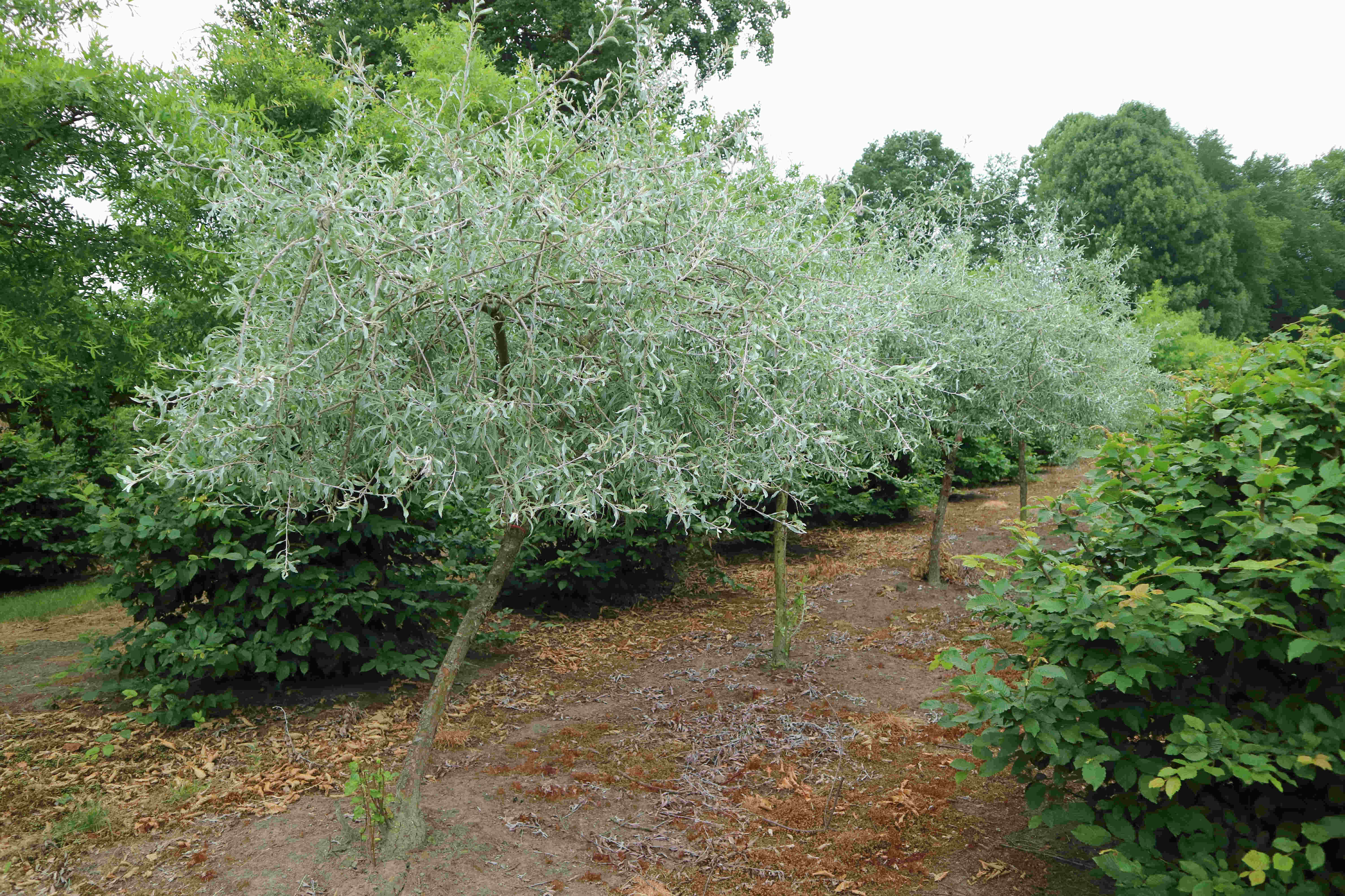 Pyrus salicifolia 'Pendula'