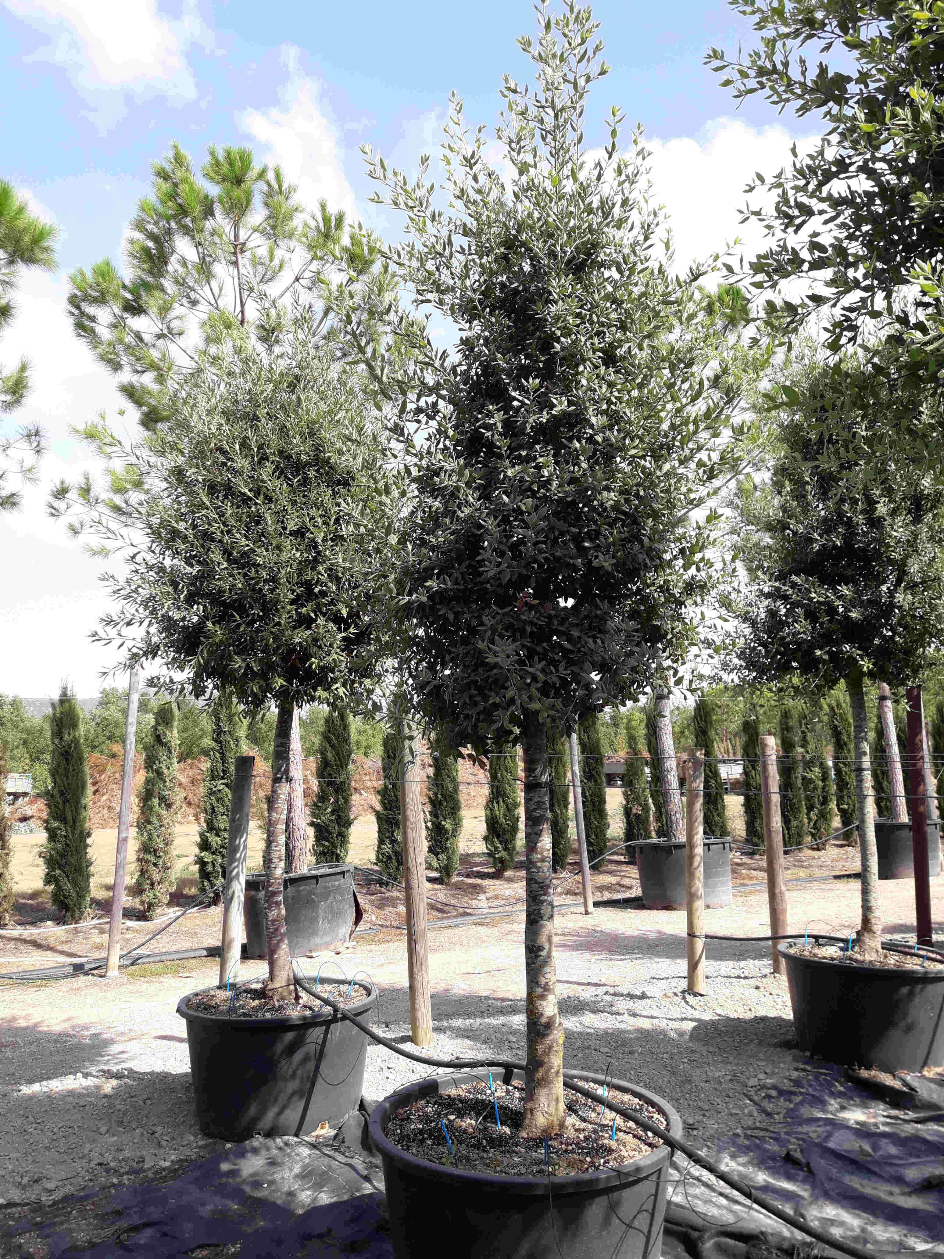 Quercus ilex
