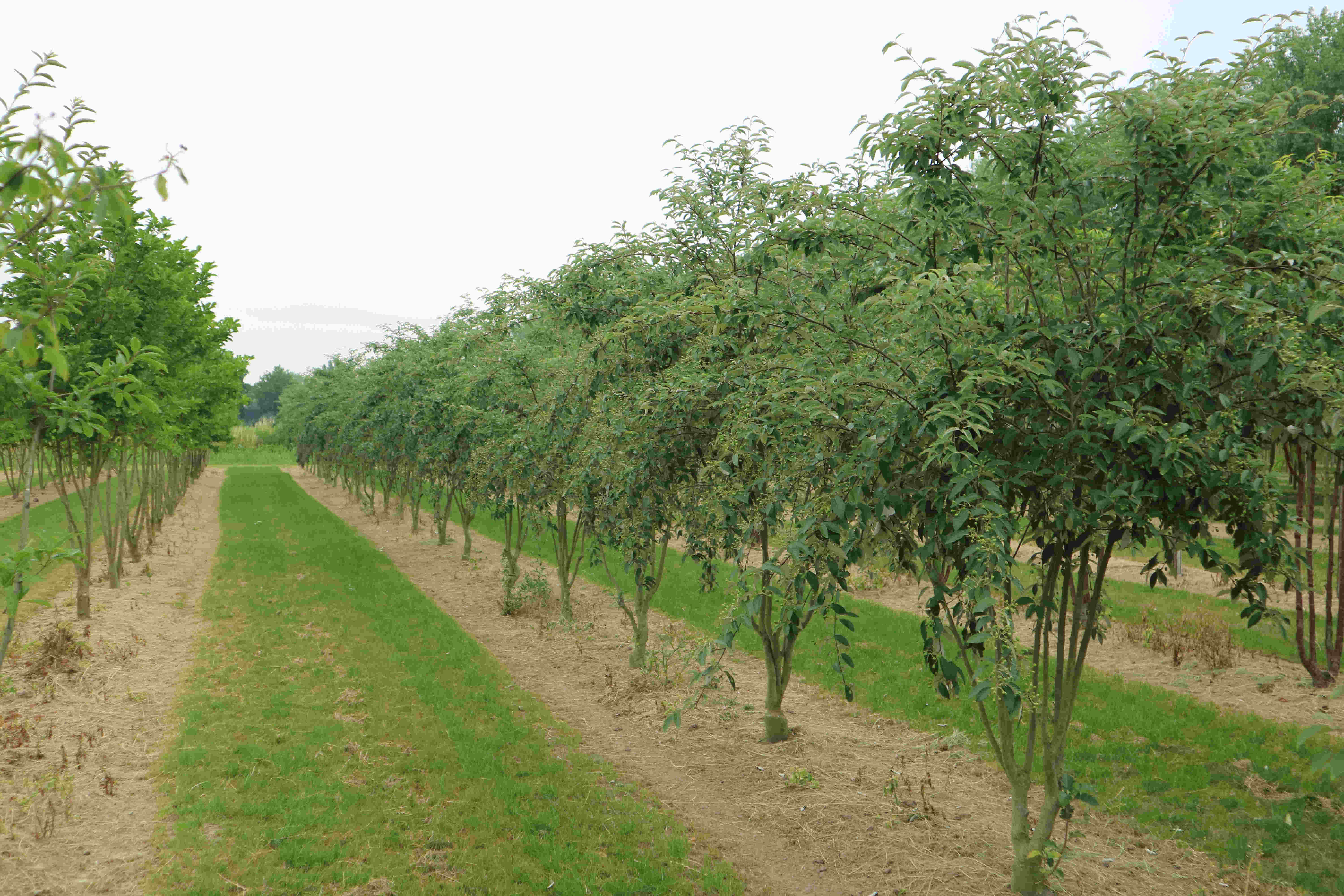 Sorbus folgneri 'Emiel'