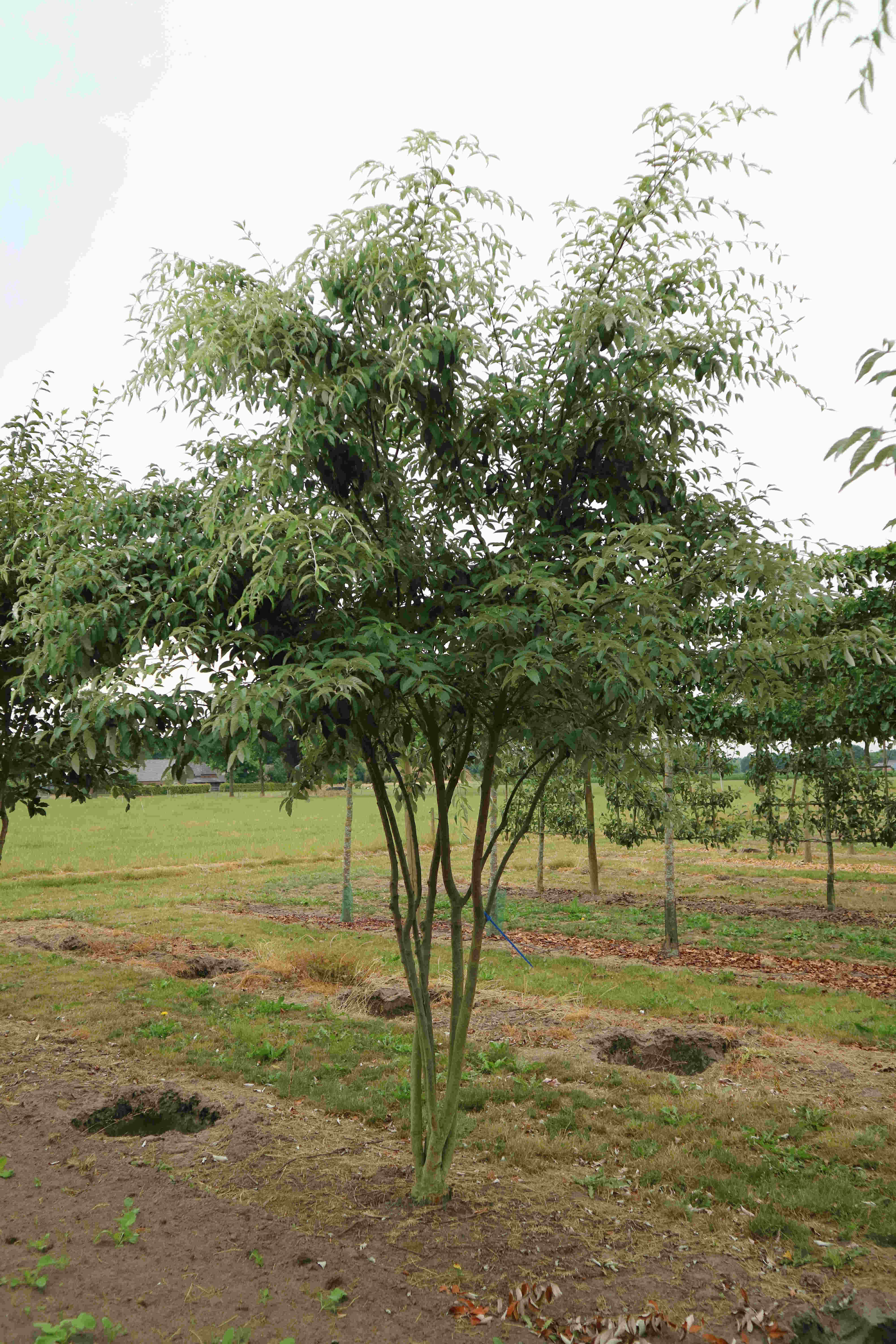 Sorbus folgneri 'Emiel'