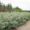 Elaeagnus angustifolia 'Quicksilver'